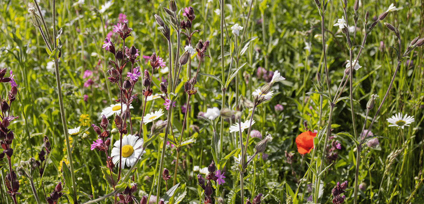 Hofbesichtigung SlowGrow - SwissFoundations